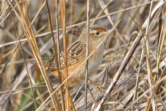 Sedge Wren