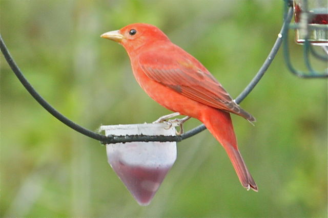 Summer Tanager