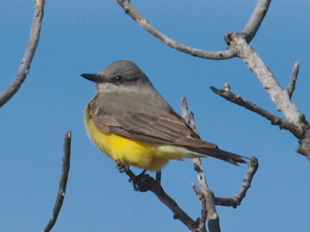 Western Kingbird