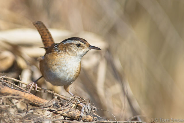 Marsh Wren