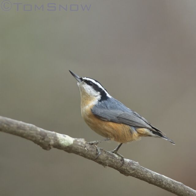 Red-breasted Nuthatch
