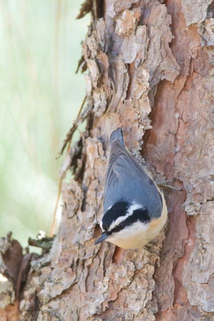 Red-breasted Nuthatch