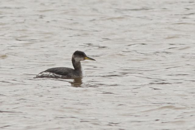 Red-necked Grebe