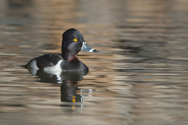 Ring-necked Duck