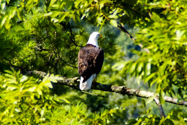 Bald Eagle