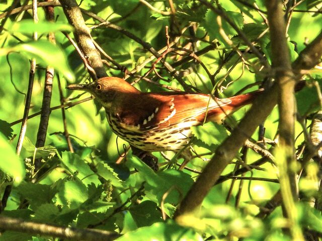 Brown Thrasher