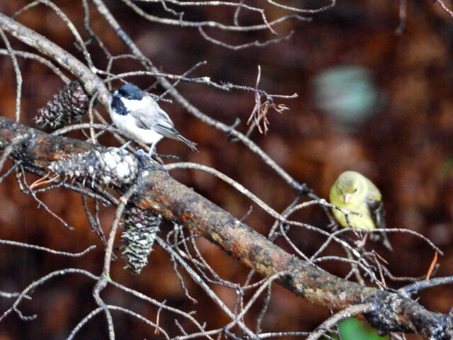 Carolina Chickadee