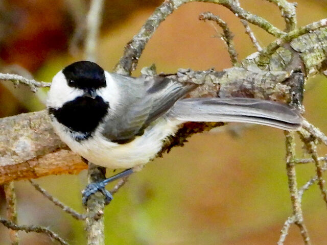 Carolina Chickadee