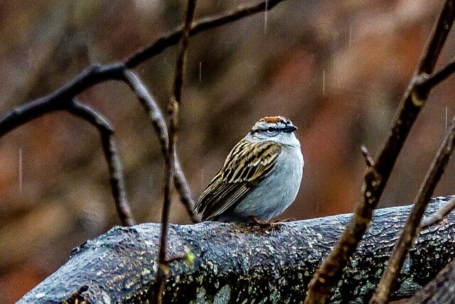 Chipping Sparrow