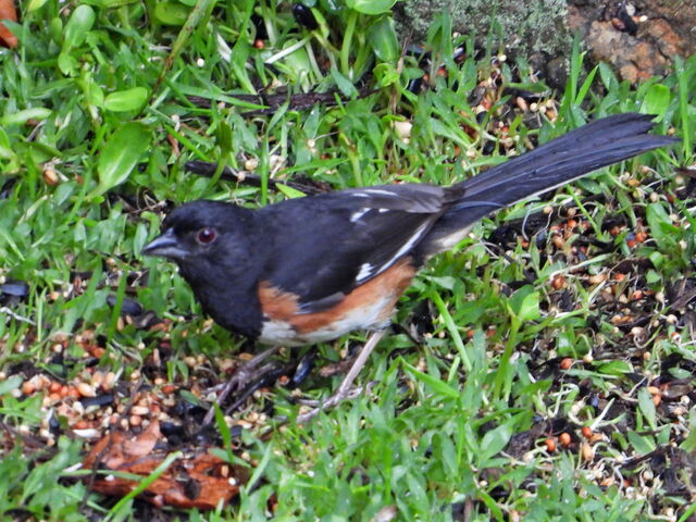 Eastern Towhee