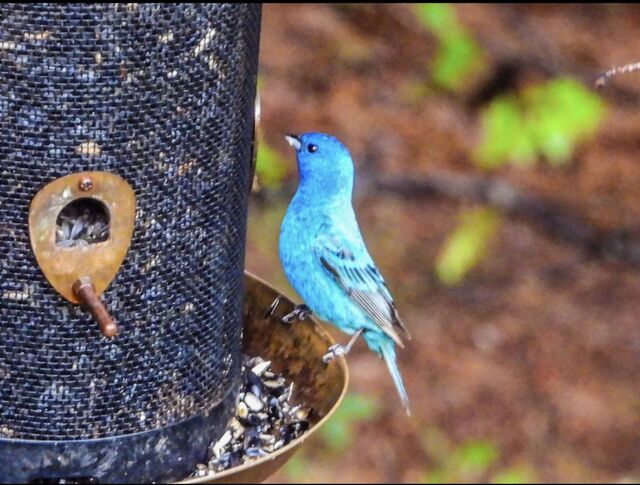 Indigo Bunting