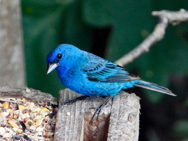 Indigo Bunting