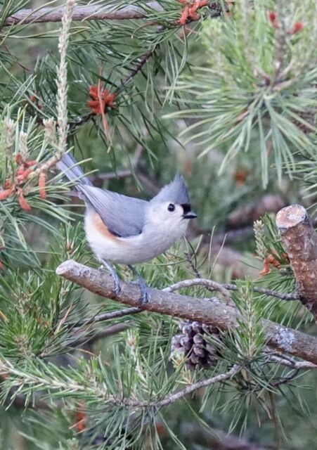 Tufted Titmouse