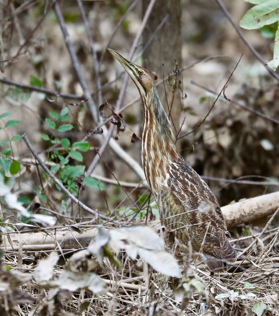 American Bittern