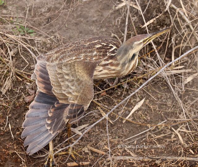 American Bittern