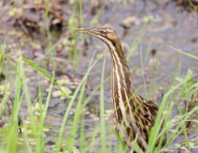 American Bittern