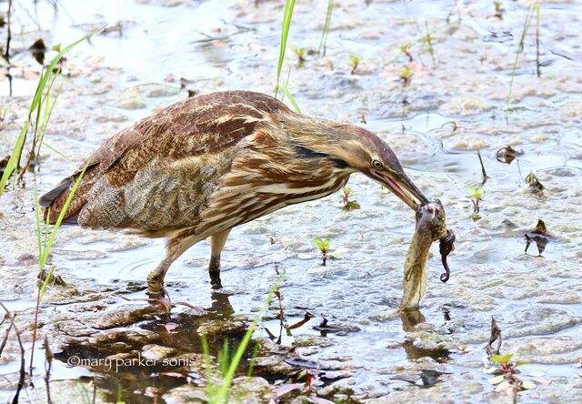 American Bittern