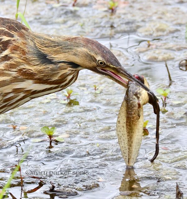 American Bittern