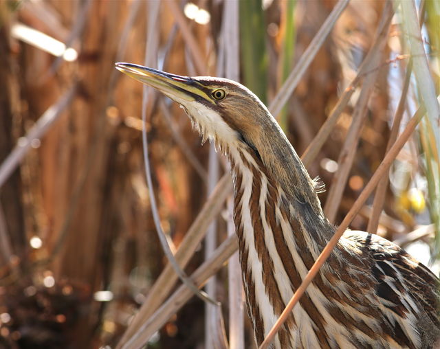 American Bittern