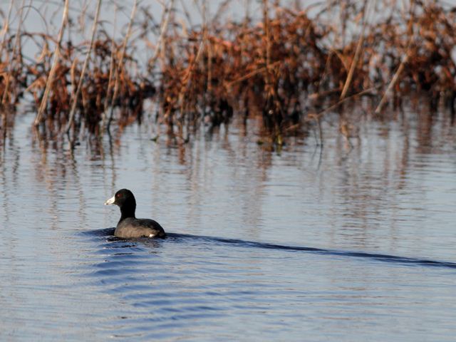 American Coots
