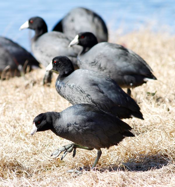 American Coots
