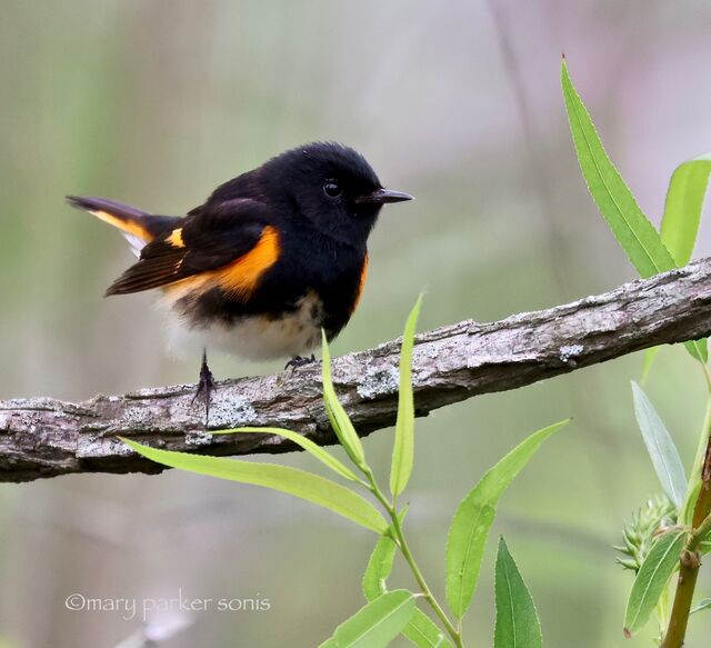 American Redstart