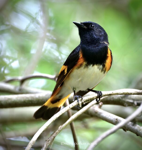 American Redstart