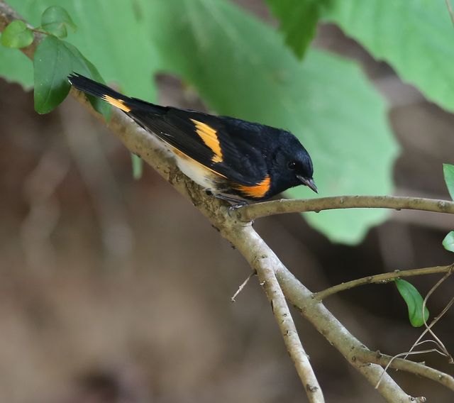 American Redstart