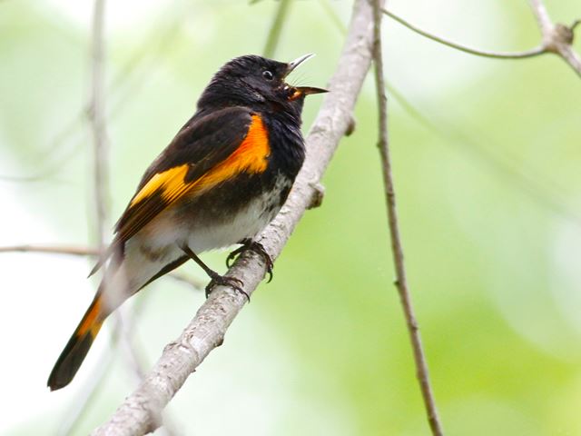 American Redstart