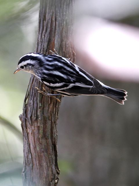 Black-and-white Warbler
