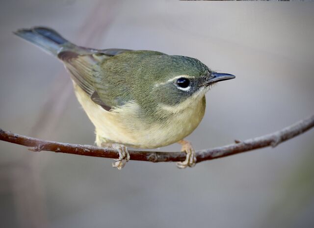 Black-throated Blue Warbler