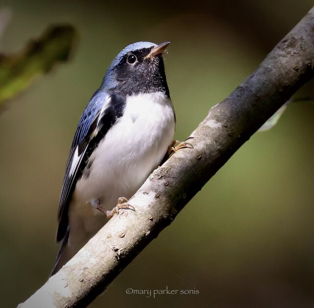 Black-throated Blue Warbler