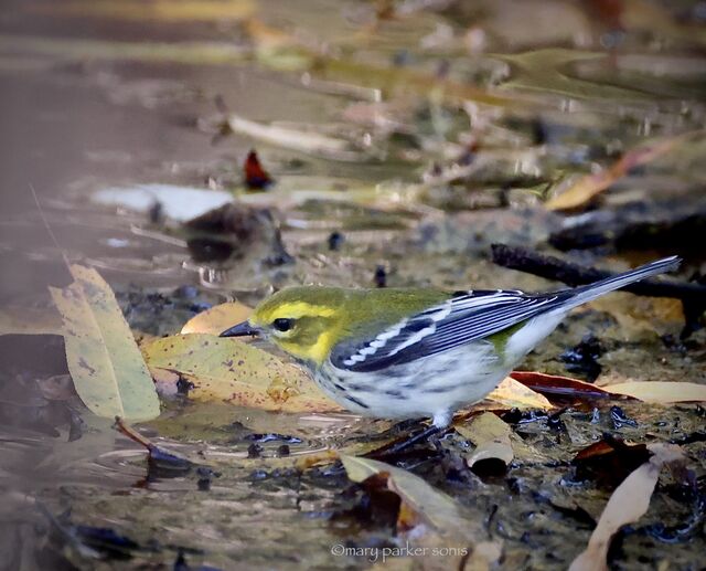 Black-throated Green Warbler