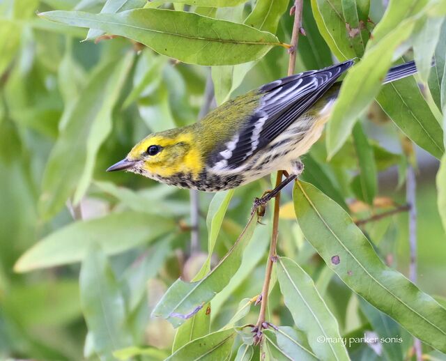 Black-throated Green Warbler