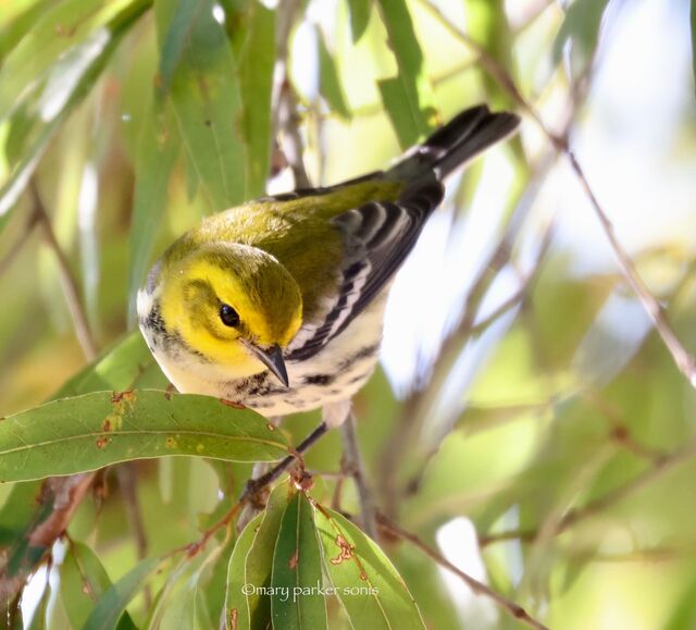 Black-throated Green Warbler