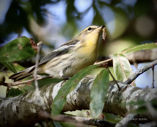 Blackburnian Warbler