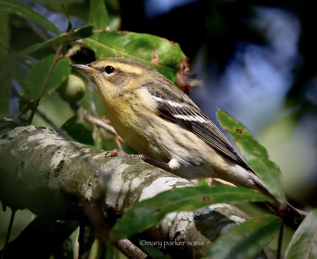Blackburnian Warbler