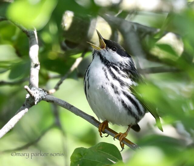 Blackpoll Warbler