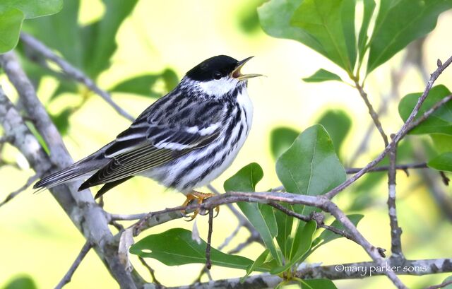 Blackpoll Warbler
