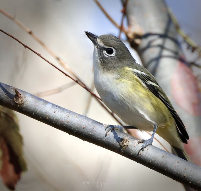 Blue-headed Vireo