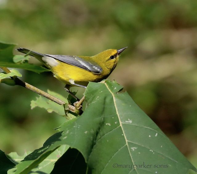 Blue-winged Warbler