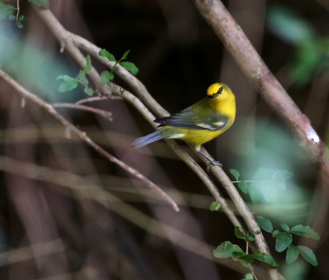 Blue-winged Warbler