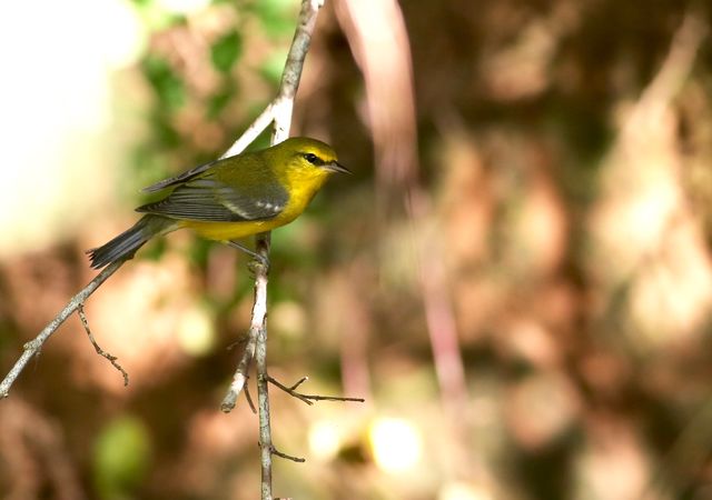 Blue-winged Warbler