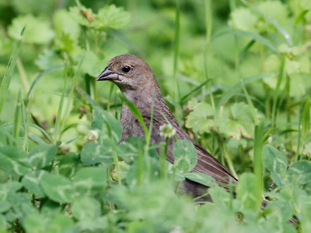 Brown-headed Cowbirds