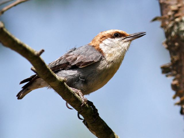 Brown-headed Nuthatch