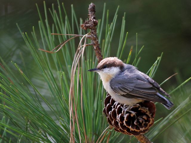 Brown-headed Nuthatch