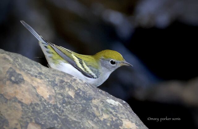 Chestnut-sided Warbler
