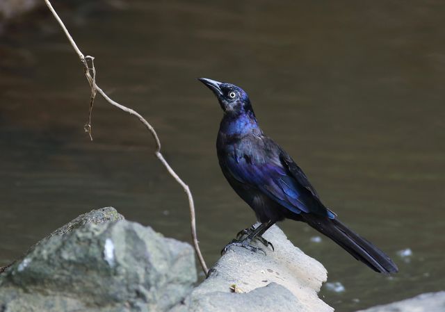 Common Grackle