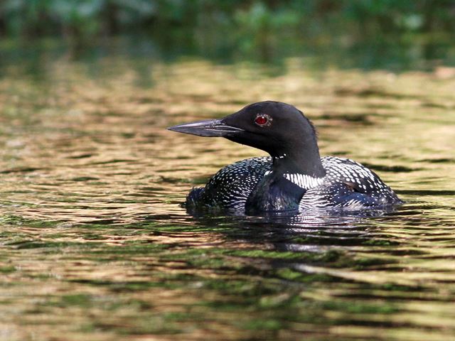 Common Loon