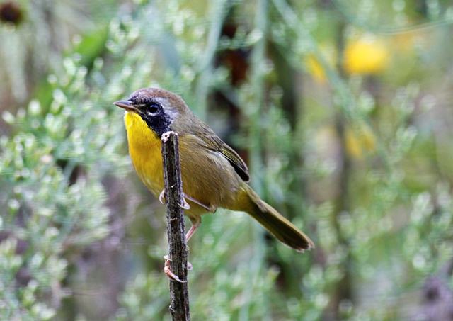 Common Yellowthroat